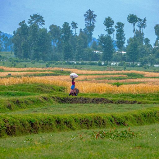 Ruanda Reisen: Entdecken Sie das Land der Tausend Hügel